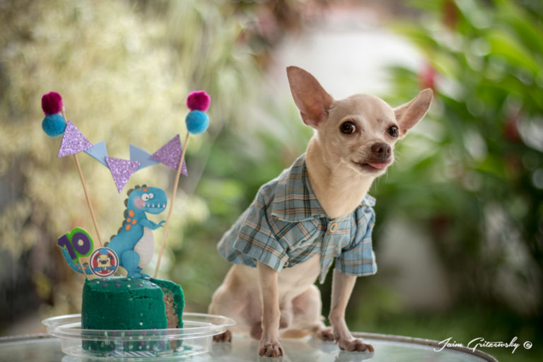 Cumpleaños de perros | ¿Estoy loco si me gusta festejar a mi perro?